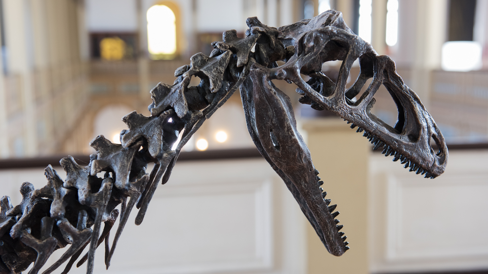 El Mnhn Inaugura La Primera Exposición De Dinosaurios De La Historia De